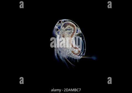 Water flea (Moina macrocopa), light micrograph Stock Photo - Alamy