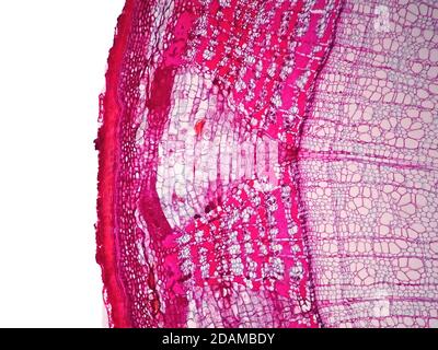 Xylem tissue. Light micrograph (LM) of a section through sunflower ...