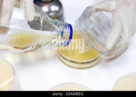 Pour plate method of plating a microbiology culture Stock Photo - Alamy