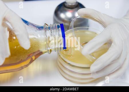 Pour plate method of plating a microbiology culture Stock Photo - Alamy
