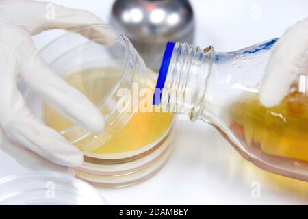 Pour plate method of plating a microbiology culture Stock Photo - Alamy