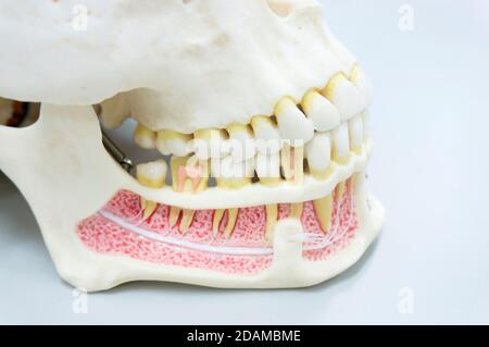 Human jaw anatomy model Stock Photo - Alamy