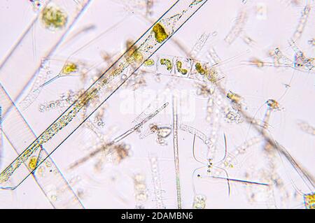 Marine plankton, light micrograph Stock Photo - Alamy