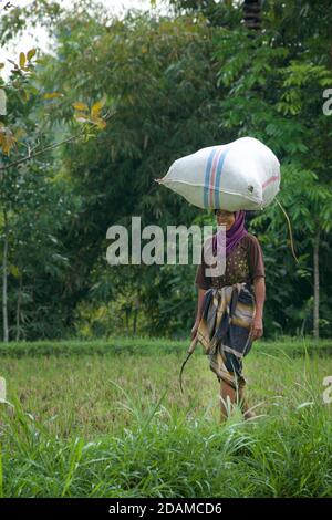 a farmer carrying a sack of rice on his head, nr Tirtagangga, Bali ...