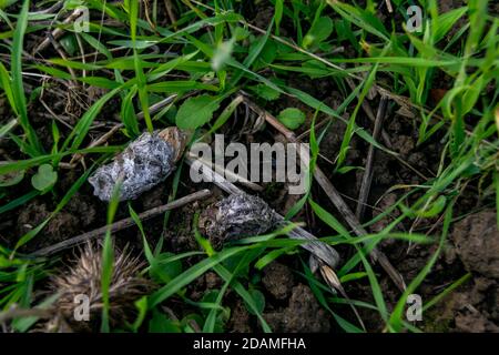 Owl pellet laying on the field, bird of prey pellets with fur and bones ...