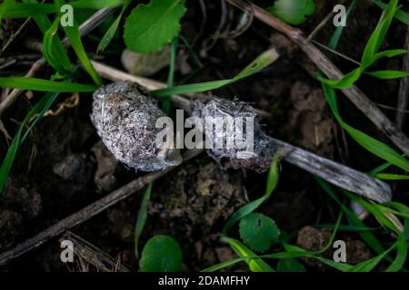Owl pellet laying on the field, bird of prey pellets with fur and bones ...