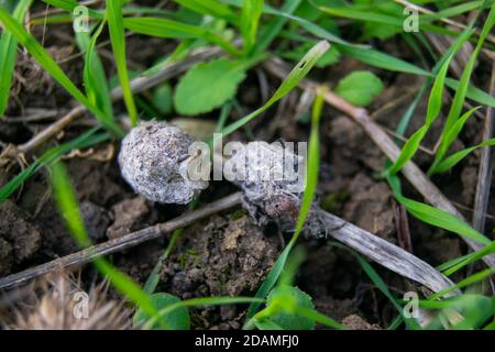 Owl pellet laying on the field, bird of prey pellets with fur and bones ...