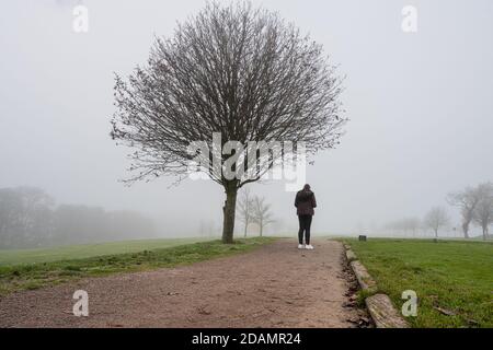 A willow tree with a misty background. Picture from Scania county ...