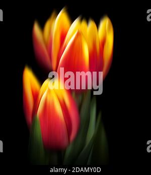 Image of yellow tulips with copy space on slate grey background Stock ...