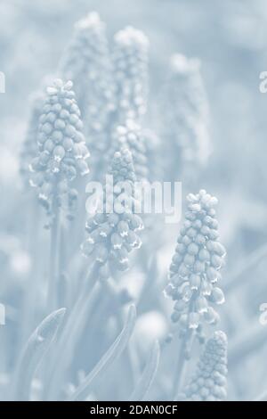 Tender blue muscari flowers in spring garden. Blue flowers. Muscari ...