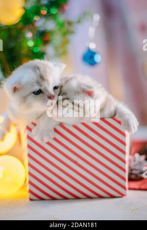 Red Persian cat with gift box on Christmas Stock Photo - Alamy
