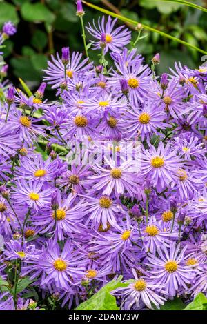 Close-up image of Aster x frikartii 'Monch' Stock Photo - Alamy