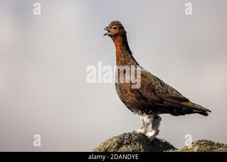 Stunning portrait of red grouse with full body and legs visible ...