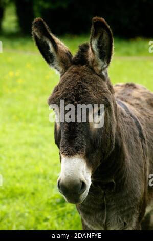 NORMANDY DONKEY, PORTRAIT OF MALE Stock Photo - Alamy