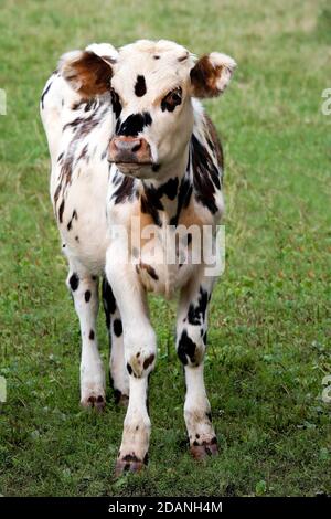 NORMANDY CALF STANDING ON GRASS Stock Photo - Alamy