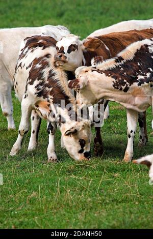 NORMANDY CATTLE, CALF GRAZING IN PASTURE, NORMANDY Stock Photo - Alamy