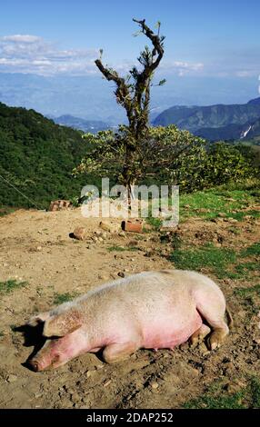 Big pig sleeping in open land pig farm - field-grown pigs are healthy ...