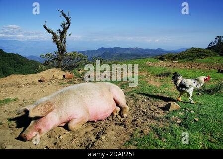 Big pig sleeping in open land pig farm - field-grown pigs are healthy ...