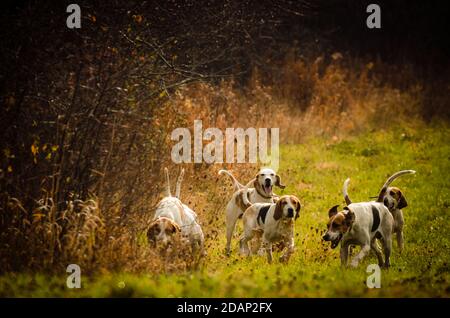 The Hamilton hunt rides out with nine couples (pack of 18) hounds to ...