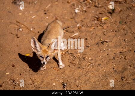 Fennec fox. Small crepuscular fox native to the Sahara Desert and the ...
