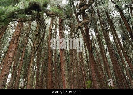 Alpine landscape Cordiliera Central, Colombia, South America Stock ...