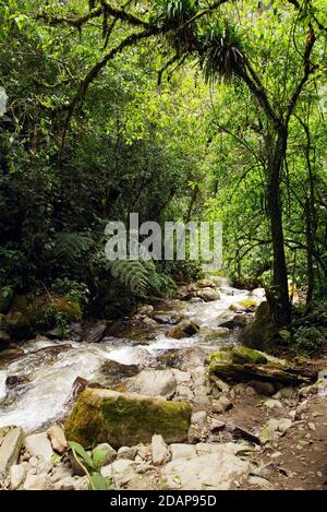 Alpine landscape Cordiliera Central, Colombia, South America Stock ...