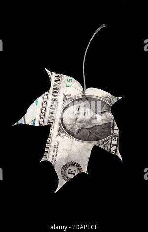 American dollar leaf shape isolated on black background Stock Photo - Alamy