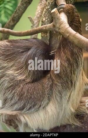 Close up or portrait of sleeping sloth hanging in the trees, visible ...