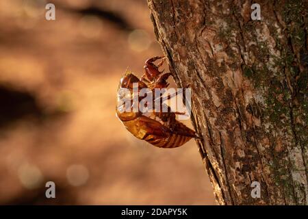 Exuvia of Typical Cicada, an exoskeleton abandoned in the process of ...