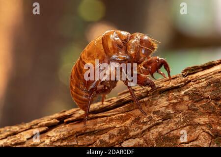 Exuvia of Typical Cicada, an exoskeleton abandoned in the process of ...