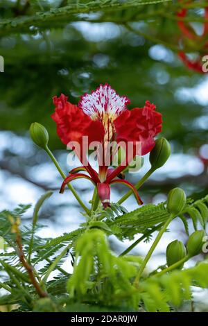 Red Flower of the tree Flamboyant of the species Delonix regia Stock ...