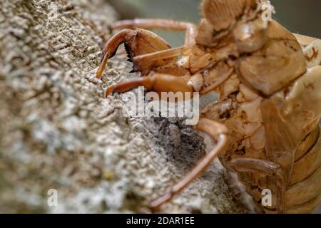 Couple of jumping spiders of the species Platycryptus magnus below a ...