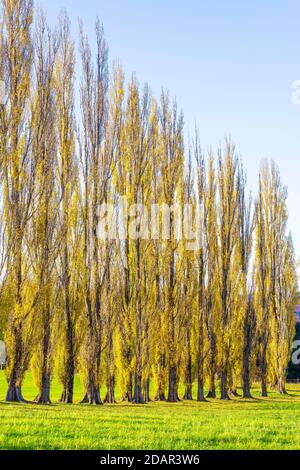 Columnar poplar avenue, pyramid poplar, pyramid poplar (Populus nigra ...