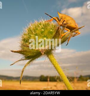 Stink Bug (Carpocoris fuscispinus), Hesse, Germany Stock Photo - Alamy