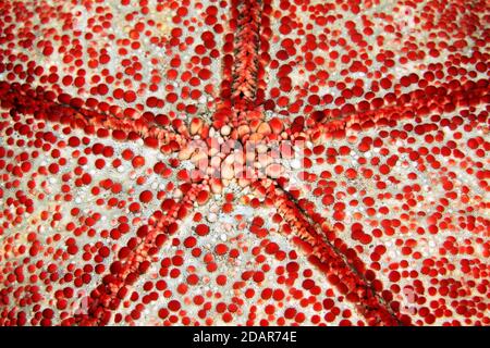 Starfish detail. Close-up of spiny structures on the skin of an ...