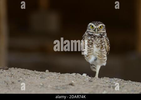 The Peruvian Pygmy Owl (Glaucidium peruanum) is found in Ecuador and ...