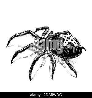 Poisonous spider. Ink black and white drawing Stock Photo - Alamy