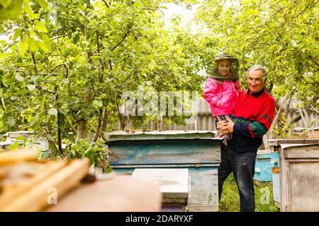Experienced beekeeper grandfather teaches his granddaughter caring for ...
