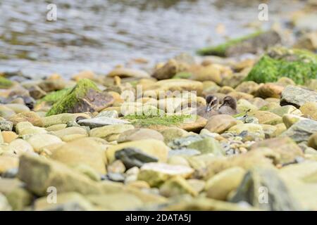 Common Eider - Somateria mollissima, beautiful sea duck from North ...