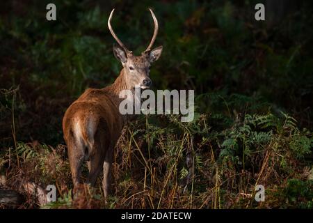 Beautiful image of red deer stag in colorful Autumn Fall landscape ...