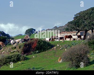 Sardinia countryside near Sassari Stock Photo - Alamy