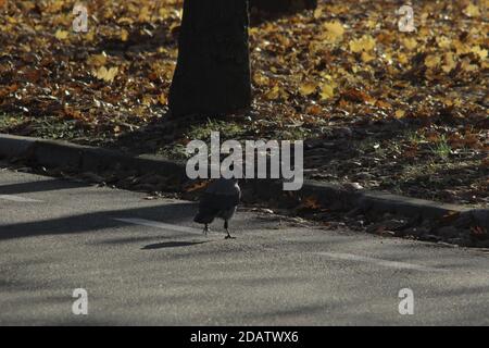 Crow crossing the street, Autumn Stock Photo - Alamy