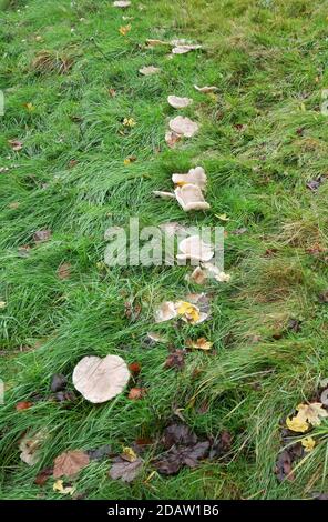 HIgh Elms, Bromley, Kent, England Stock Photo - Alamy