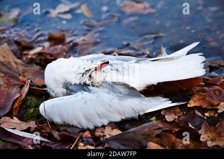A dead seagull or bird at the edge of the water next to plastic waste ...