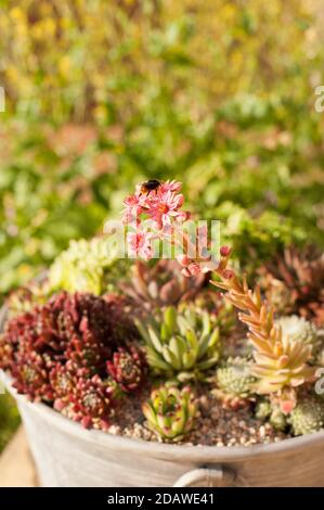 Sempervivum. Houseleek display in flower pots at RHS Wisley Gardens ...