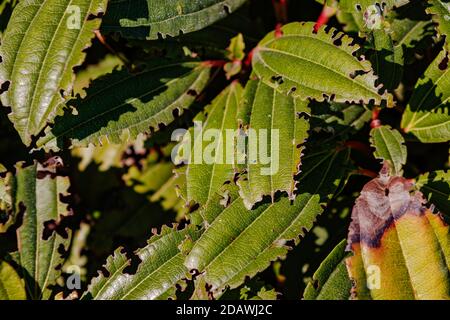 leaf in nature eaten by some insects Stock Photo - Alamy