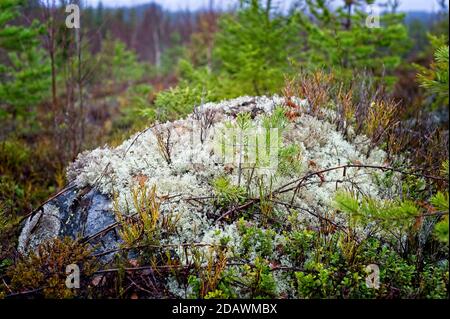 Forest scenes on a cold november day in Dalarna Sweden Stock Photo - Alamy