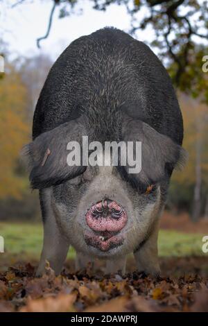 Sow Large Black Pig Stock Photo - Alamy