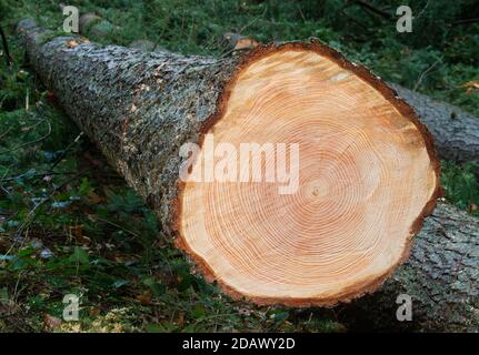 cross-section of a Douglas fir trunk with annual rings Stock Photo - Alamy
