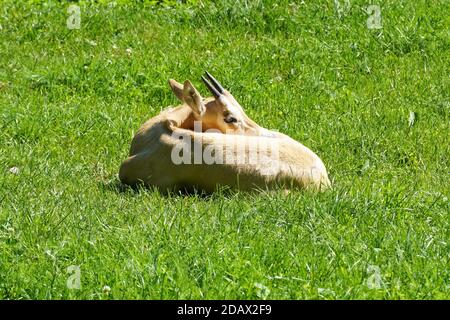 Young Scimitar Horned Oryx (Oryx dammah Stock Photo - Alamy